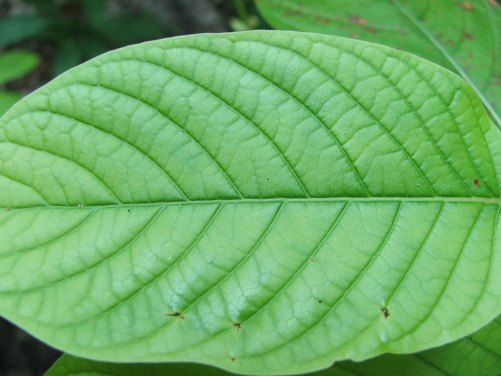 Kratom Strains - Green Leaf Kratom - Kratom Strains