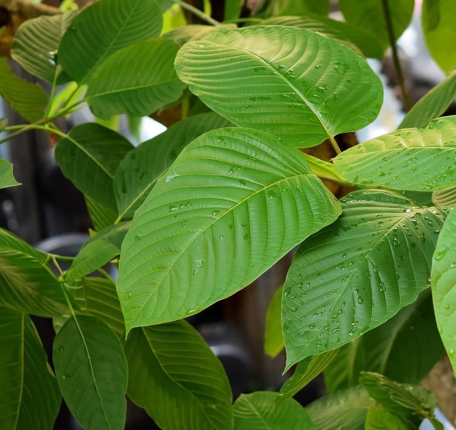 Kratom Tree: All the Basics You Should Know - Green Leaf Kratom