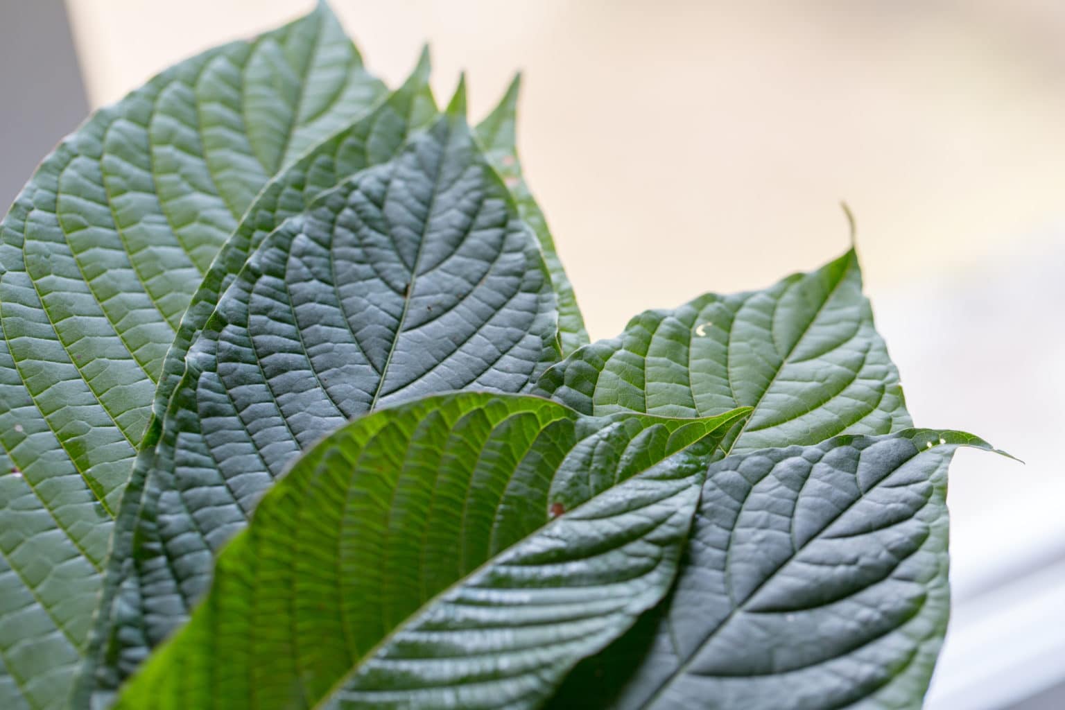 Different Types of Kratom - Green Leaf Kratom Blogs